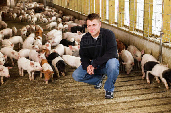 Livestock - A young pork producer poses inside a hog confinement ...