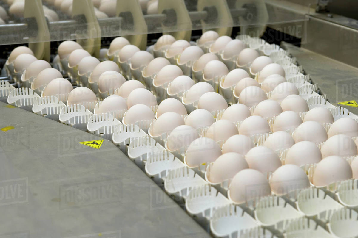 Agriculture - Fertilized chicken eggs being sorted and processed to be ...