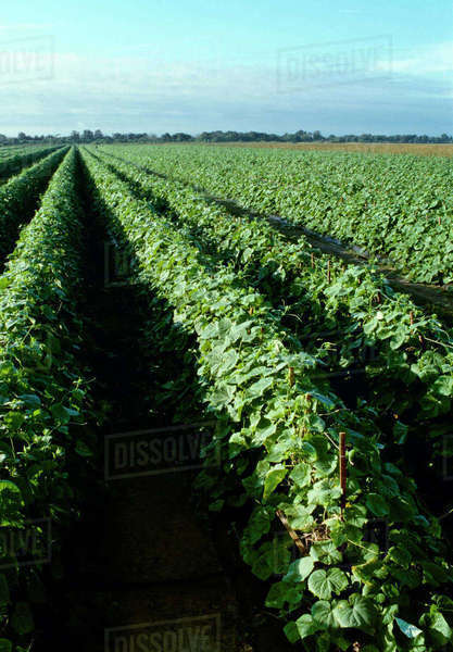 Agriculture - Field of cucumber plants, produced for the fresh cucumber ...
