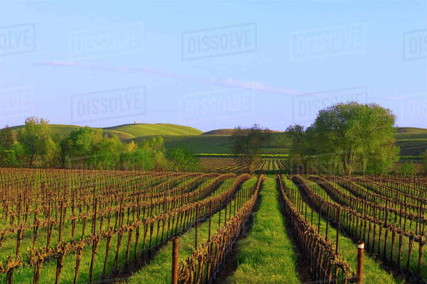 Agriculture - Wine grape vineyard in early Spring with the first signs ...