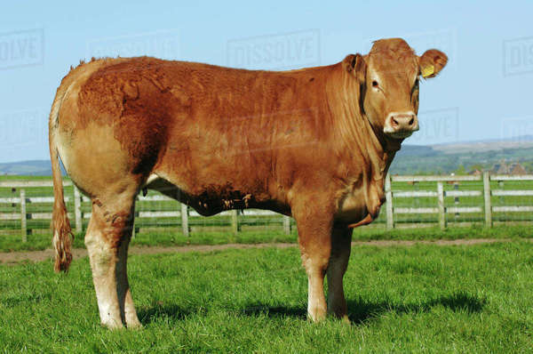 Livestock - Two year old Limousin beef heifer on a green pasture ...