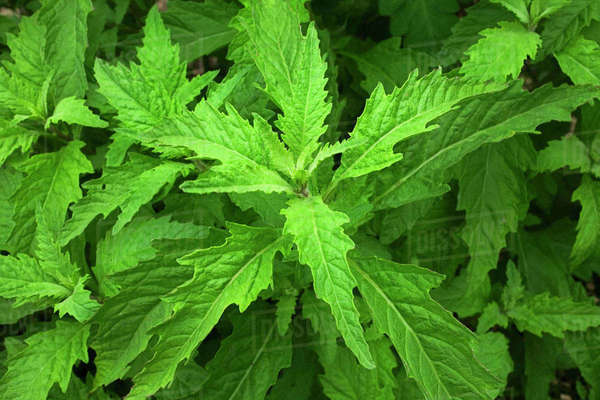 Agriculture - Epazote (Dysphania ambrosioides) aka. Wormseed, Jesuit ...