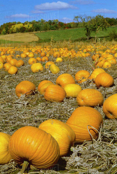 Agriculture - Field of mature pumpkins in Autumn / Wisconsin, USA ...
