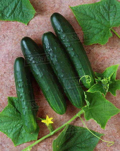 Agriculture - Cucumbers On A Brown Textured Surface; General Lee ...