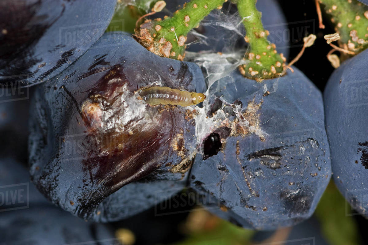 Agriculture - European Grapevine Moth (Lobesia botrana) larva exiting a ...