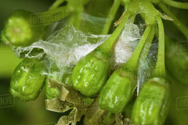 Agriculture - The larval nest of a European Grapevine Moth (Lobesia ...