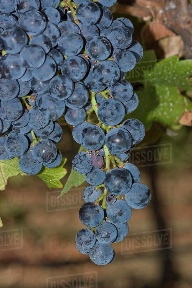 Agriculture - European Grapevine Moth (Lobesia botrana) damage symptoms ...