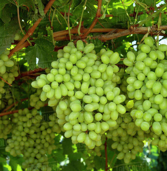 Agriculture - Mature, harvest ready bunch of Thompson Seedless table ...