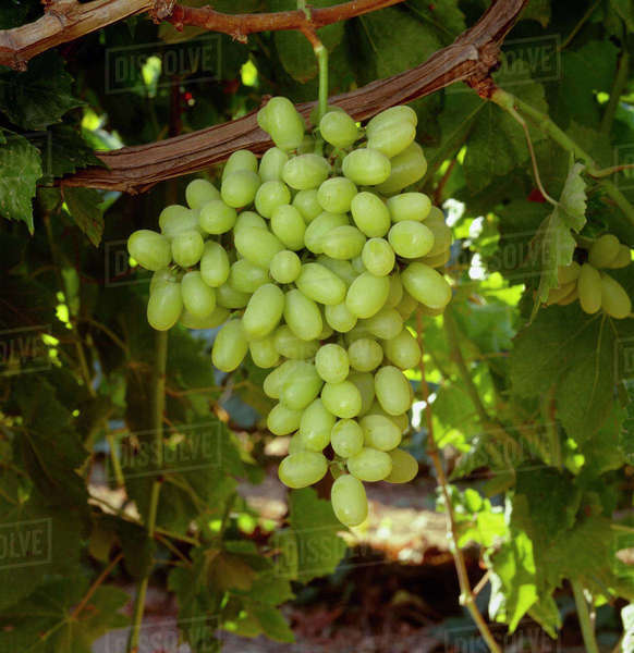 Agriculture - Mature, harvest ready bunch of Thompson Seedless table ...