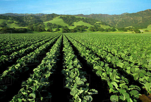 Agriculture - Mid growth cauliflower field with the Santa Lucia ...