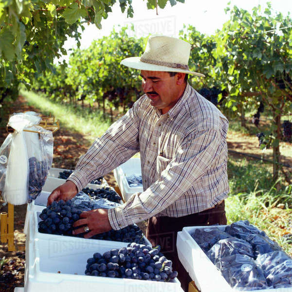Agriculture - A field worker packs Ruby Seedless table grapes into ...