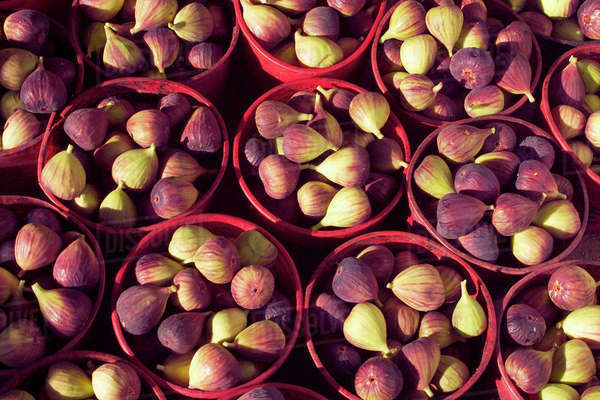 Agriculture - Freshly harvested figs in harvesting buckets await ...