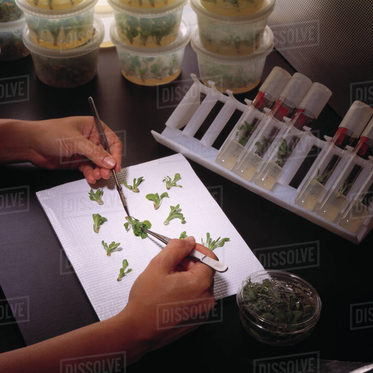 Agriculture - Agricultural Laboratory, Researcher Dissecting Test Plant ...