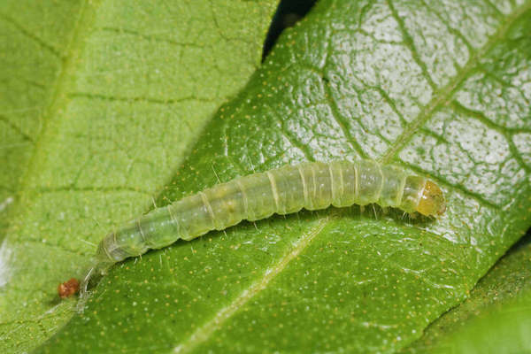 Agriculture - Closeup of a Light Brown Apple Moth larva (Epiphyas ...
