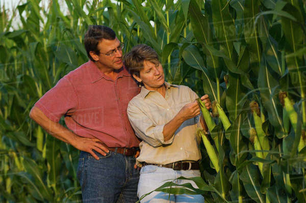 Agriculture - Husband and wife farmers inspect their maturing grain ...