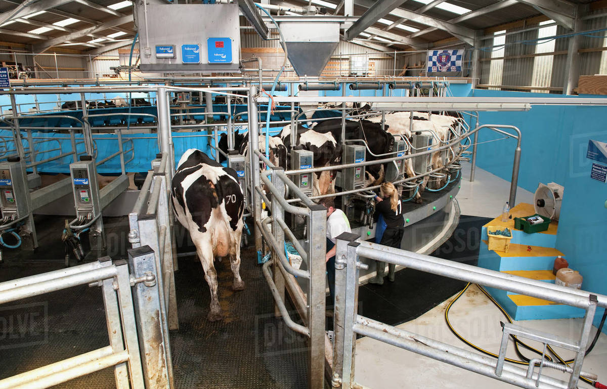 Agriculture - A Holstein dairy cow enters a rotary, or carousel ...