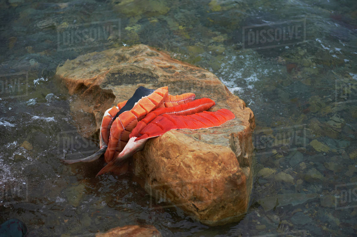 Arctic Char filets on a rock, prior to air drying, Arctic Ocean near ...