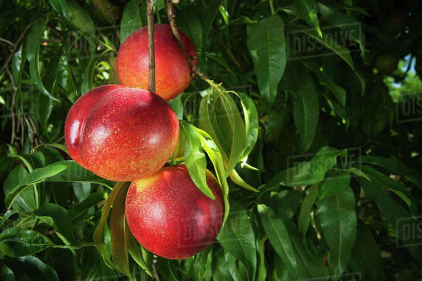 Agriculture - Closeup of Fantasia nectarines on the tree, ripe and ...