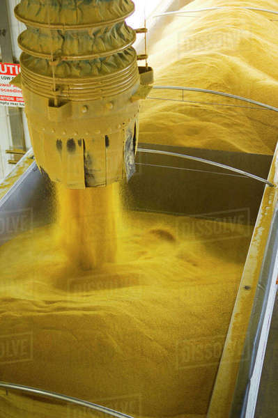 Agriculture - Ethanol production plant. Ground corn being loaded into a ...