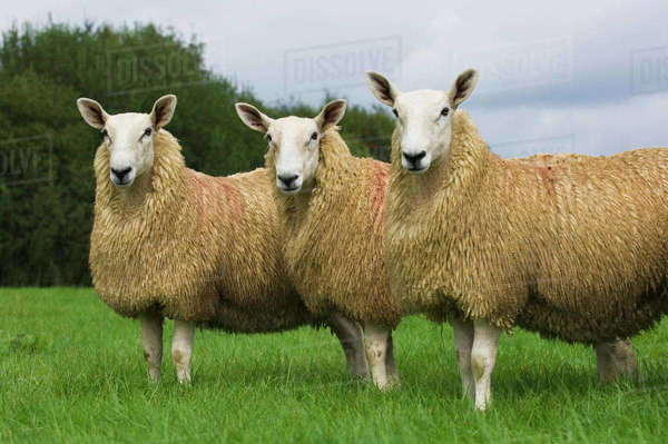 Livestock - Welsh Mountain mule (crossbred) gimmers (female sheep) on a ...