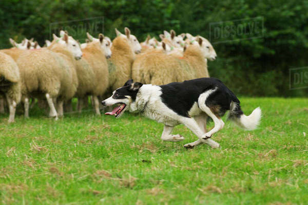 Livestock - Border Collie sheepdog rounding sheep up / United Kingdom ...