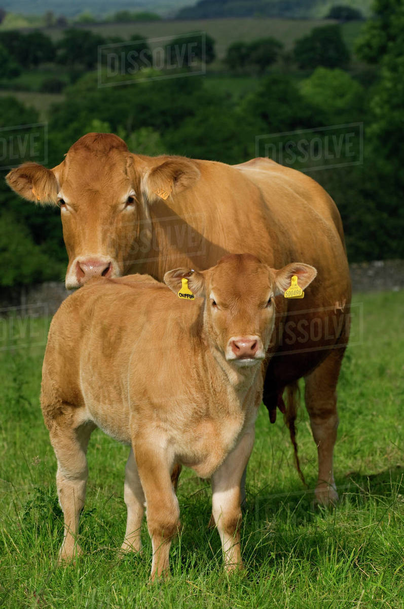 Livestock - Limousin cow and calf on a green pasture / Lancashire ...