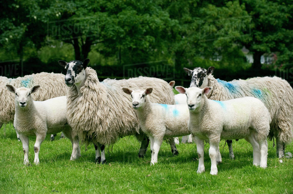 Agriculture - Mule sheep ewes with lambs. Mule sheep are a crossbred ...