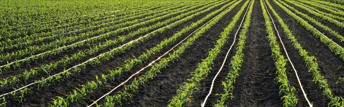 Agriculture - Rows Of Early Growth Grain Corn In The Early Morning ...