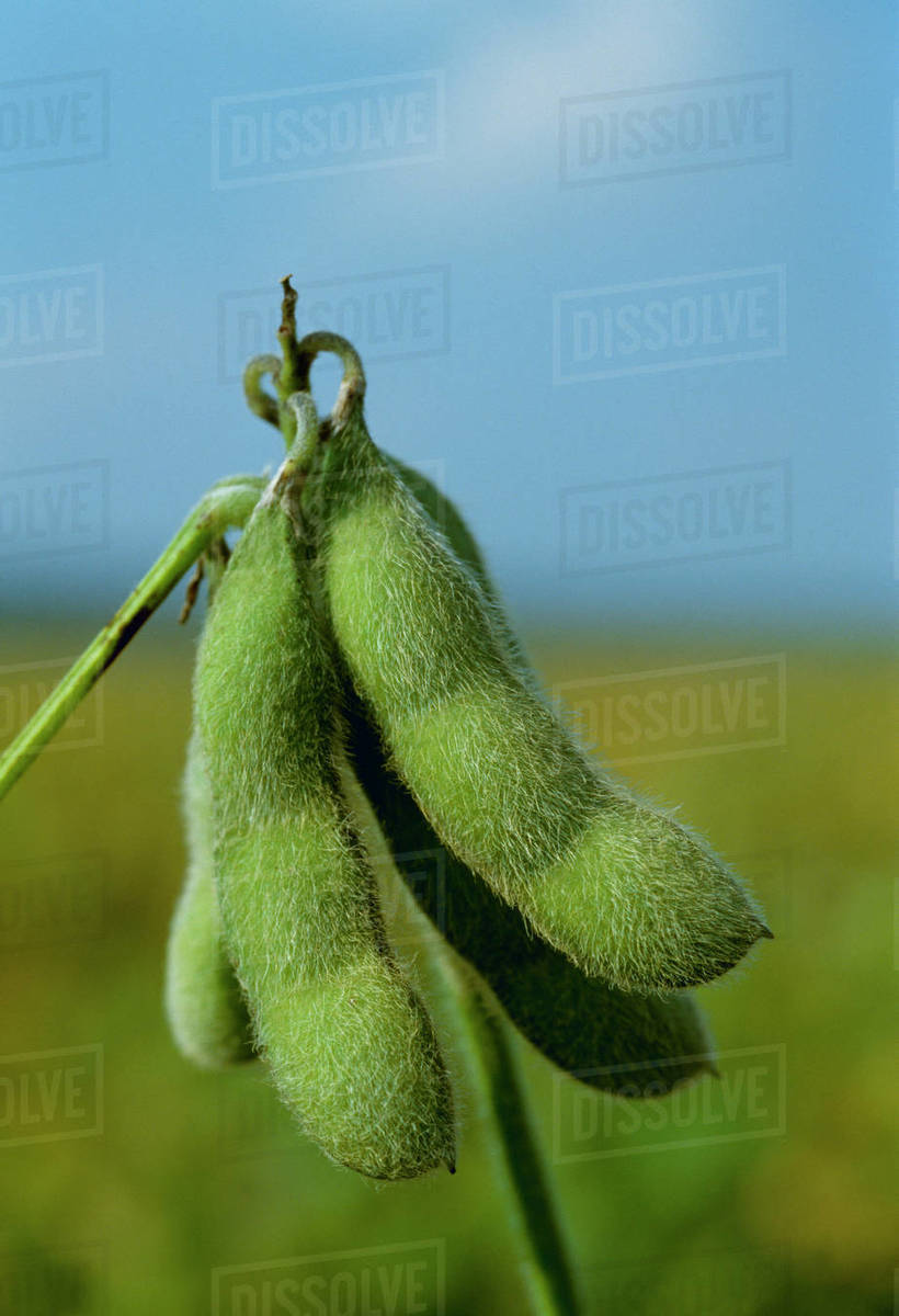 Agriculture - Closeup of a cluster of maturing green soybean pods ...