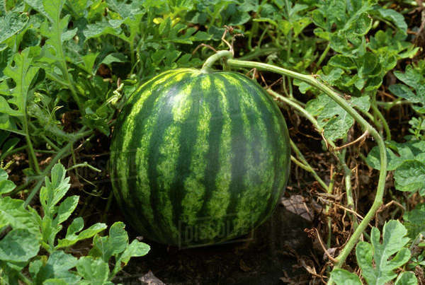 Agriculture - Mature seedless watermelon on the vine / Missouri, USA ...