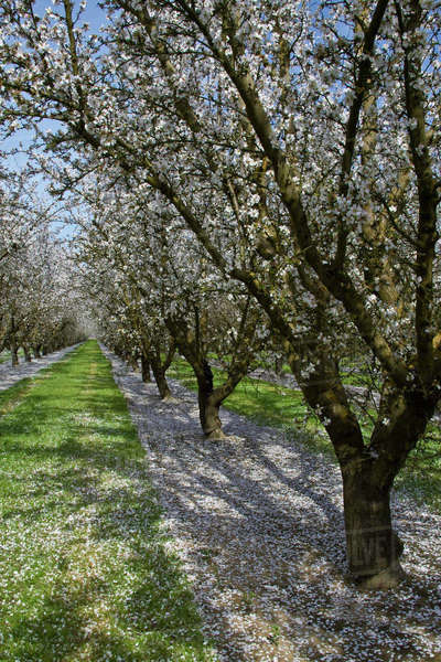 Agriculture - Looking down between rows of almond trees in full bloom ...