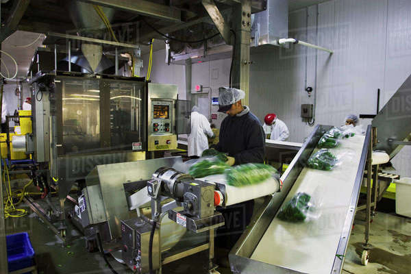 Agriculture - Interior of a bagged salad processing plant; machinery ...
