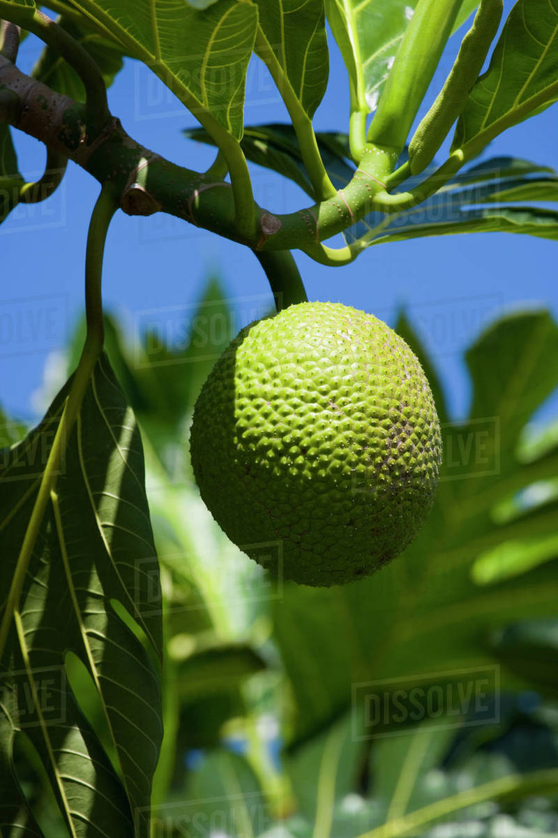 Agriculture - A single maturing breadfruit on the tree, a staple food ...