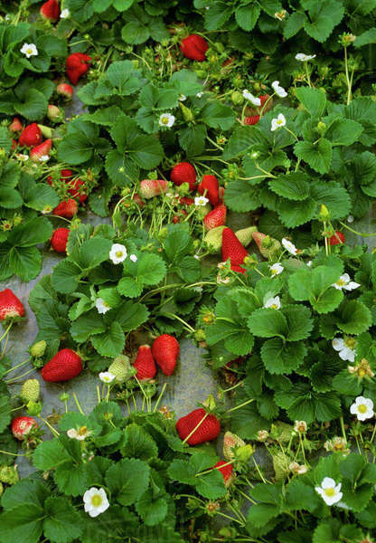 Agriculture - Strawberry plants with a healthy crop of ripe ...
