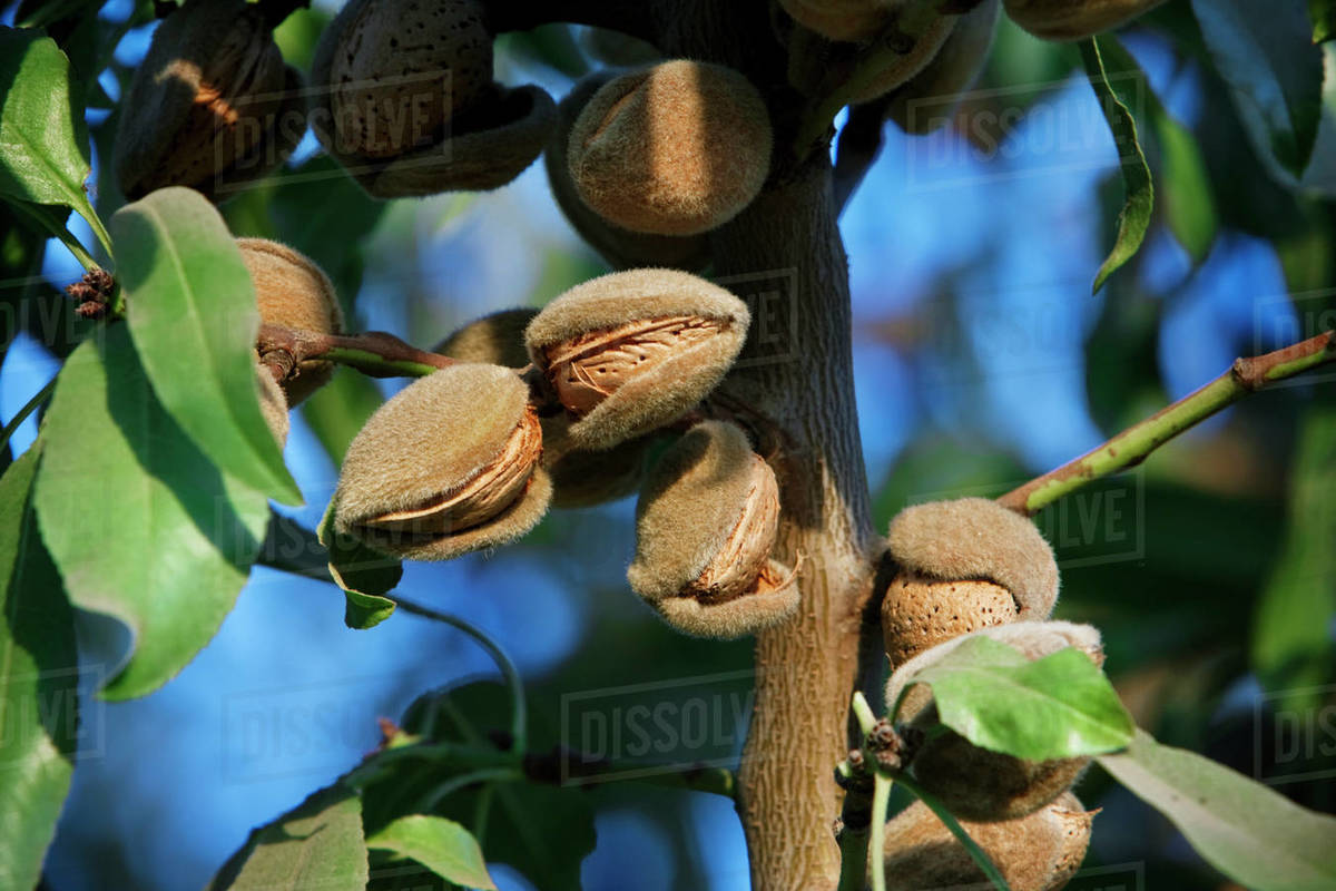 Agriculture - Closeup of mature almonds on the tree with hulls cracked ...