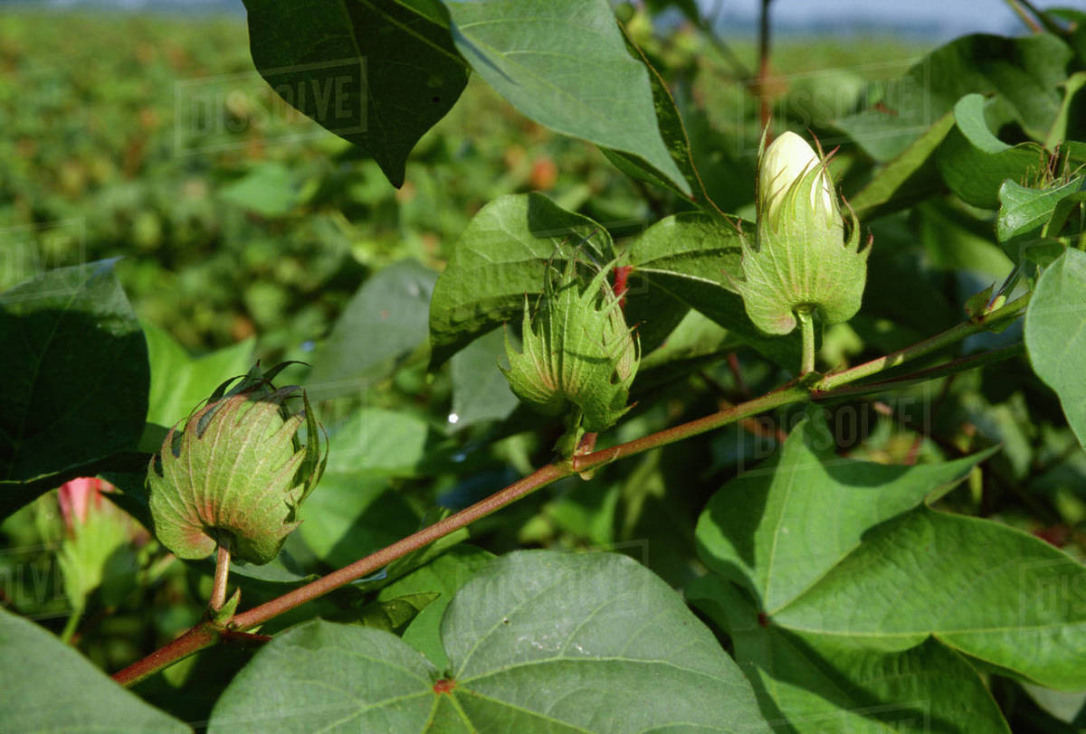 Agriculture - Closeup detail of a mid-growth cotton plant at the bloom ...