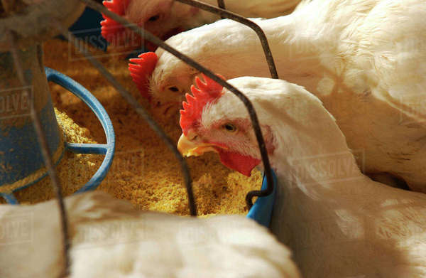 Livestock - Mature broiler chickens at a feeding station in a poultry ...