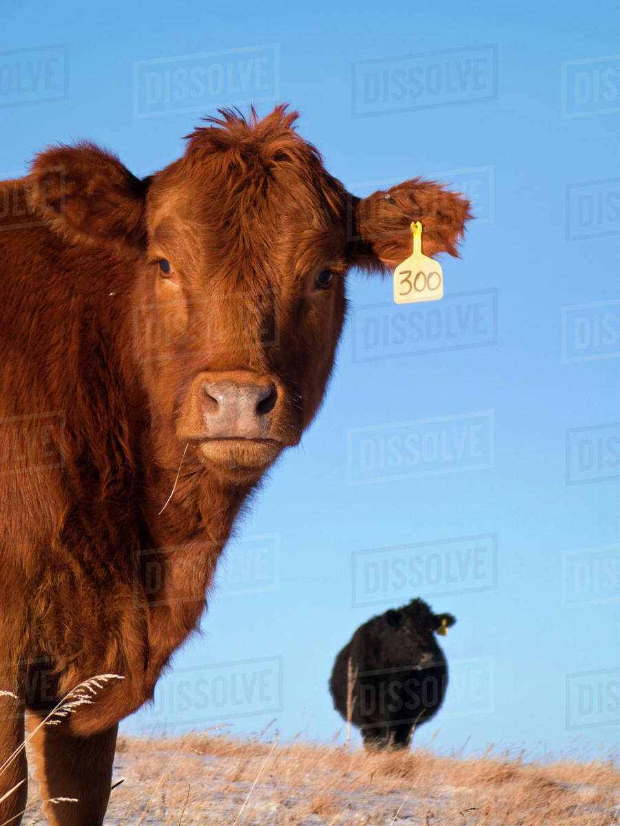 Livestock - Closeup of a Red Angus heifer on a snow covered Winter ...