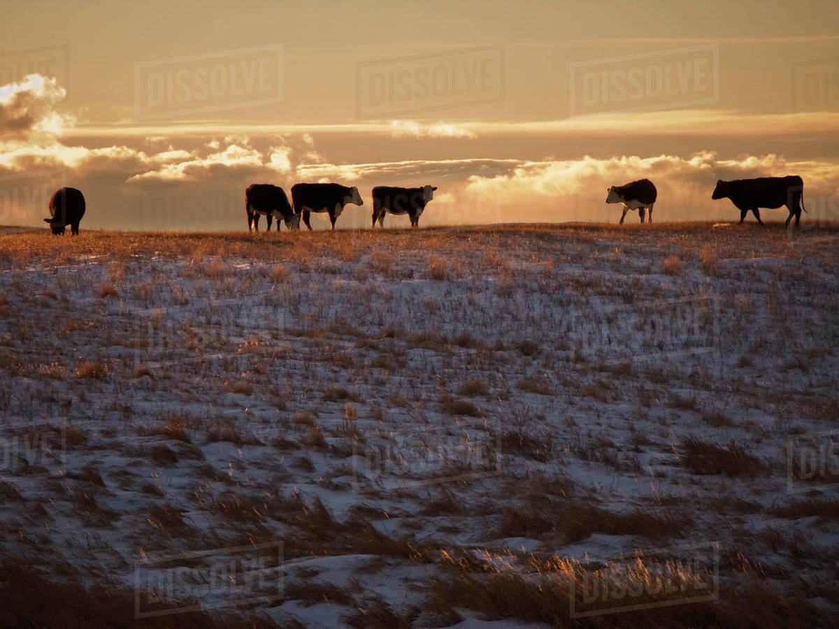 Livestock - Mixed breeds of beef cattle on a snow covered Winter native ...