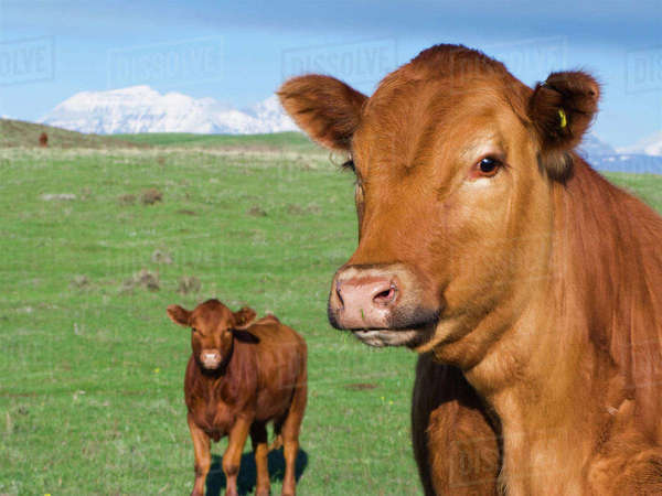 Livestock - Red Angus beef heifers on a rolling green Spring pasture ...