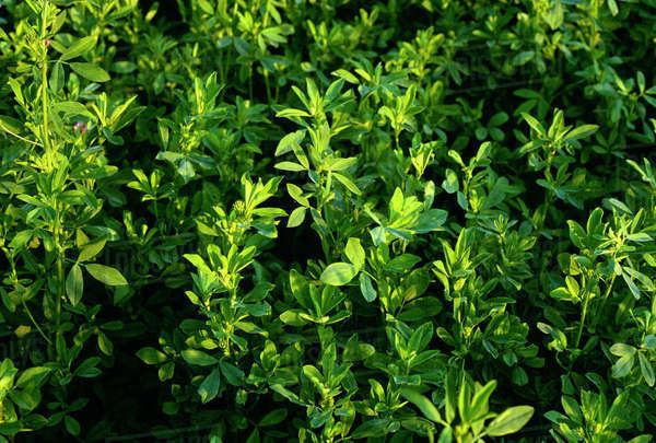 Agriculture - Closeup of a healthy crop of mature alfalfa, ready for ...