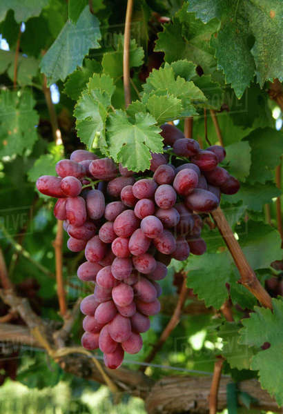 Agriculture - Mature Crimson Seedless table grapes on the vine / San ...