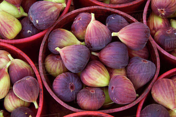 Agriculture - Freshly harvested figs in harvesting buckets await ...
