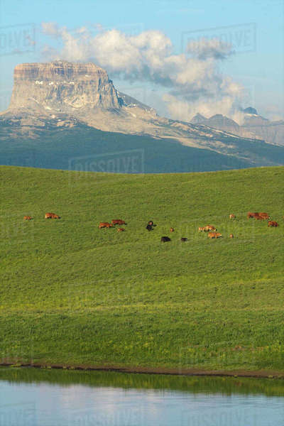 Livestock - Mixed breed cows and calves grazing on a green foothill ...