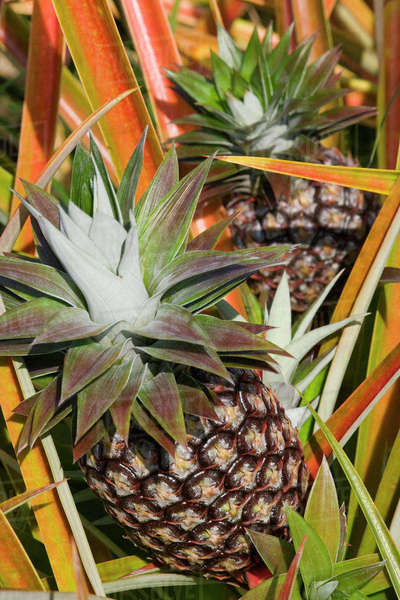 Agriculture - Mature pineapples growing in the field / Hawaii, USA ...
