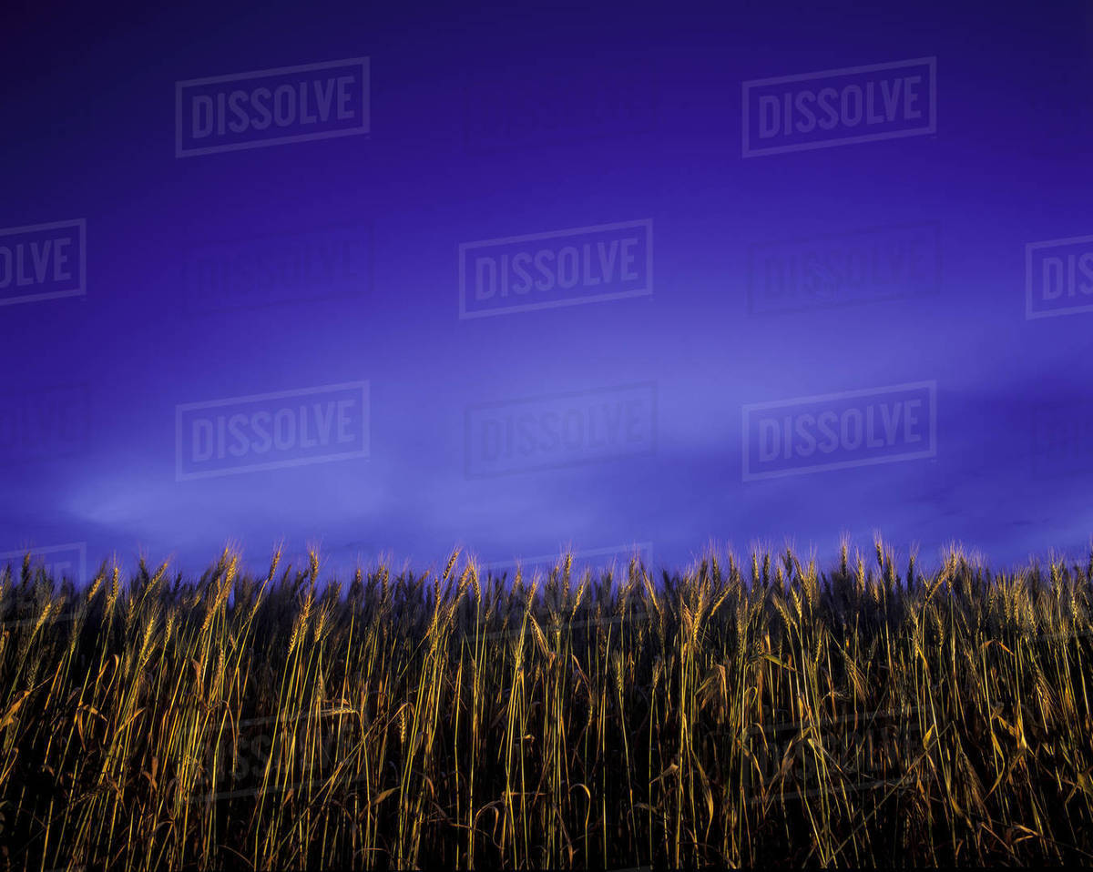 A Field At Dusk - Stock Photo - Dissolve