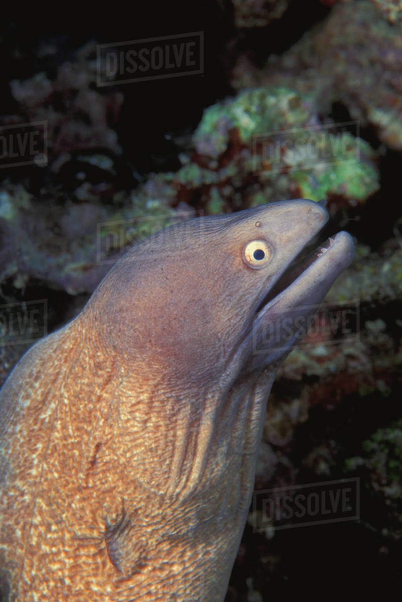 Closeup Of Eel Head - Royalty-free Stock Photo | Dissolve