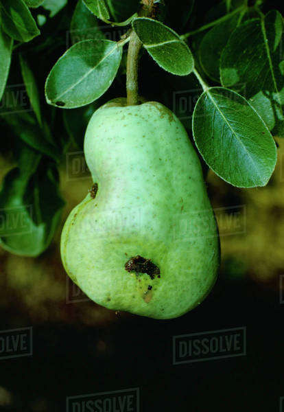 Agriculture - Crop damage to a Bartlett pear caused by a Codling moth ...