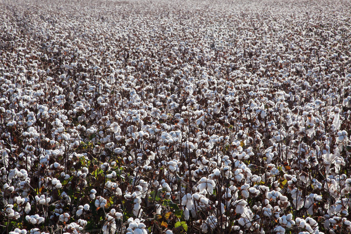 High-yield southern cotton at harvest stage; England, Arkansas, United ...