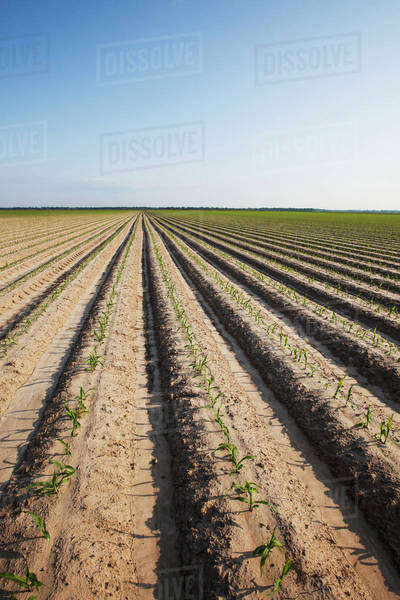 Conventional till corn seedling at 4-5 leaf stage, soil is bedded to ...